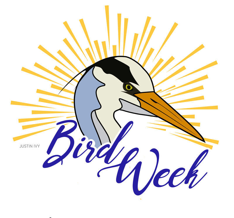 Bird Week 2018 | Seward Park Audubon Center